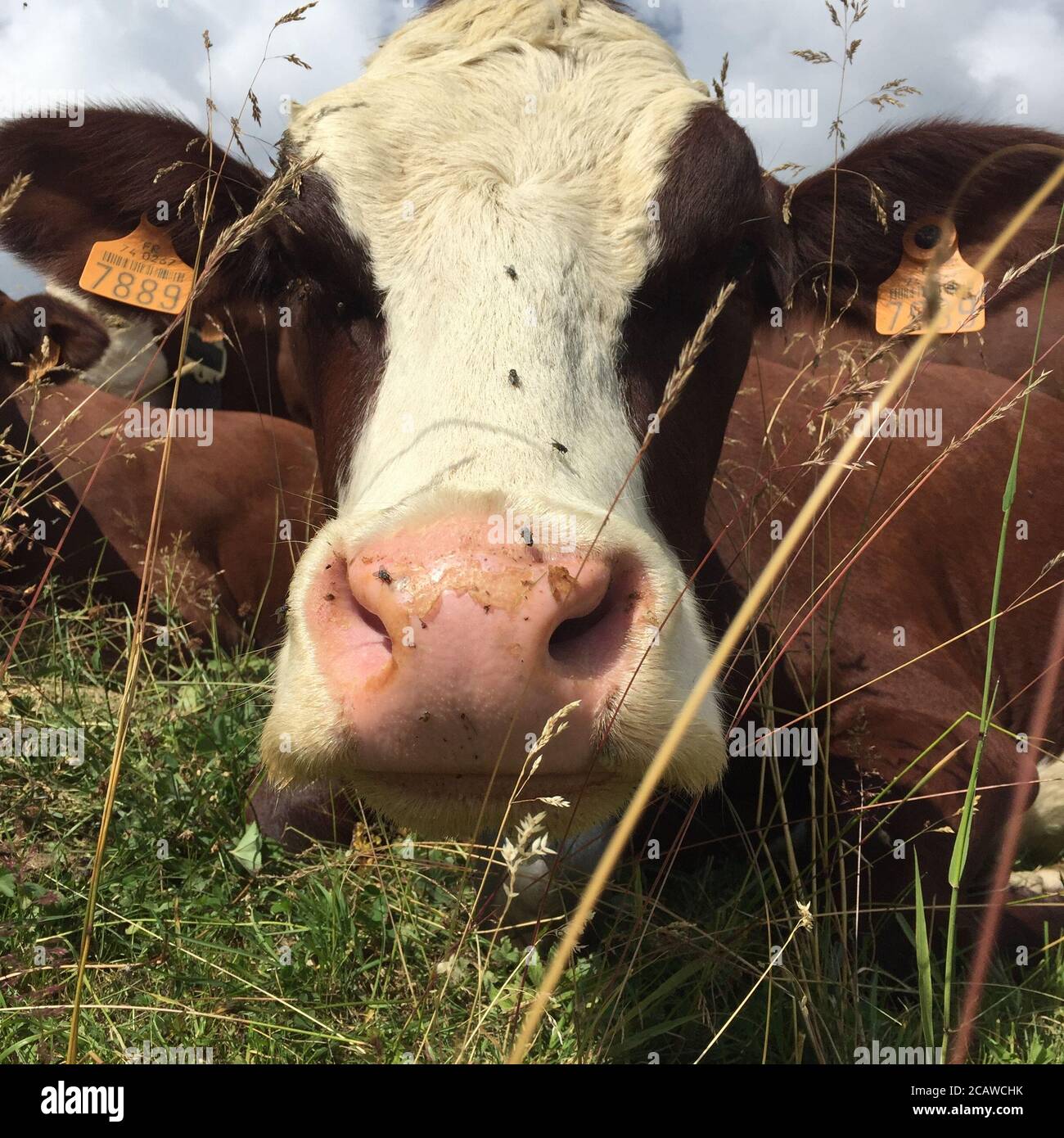 Closeup shot of cow's muzzle sprinkled with many flies Stock Photo - Alamy