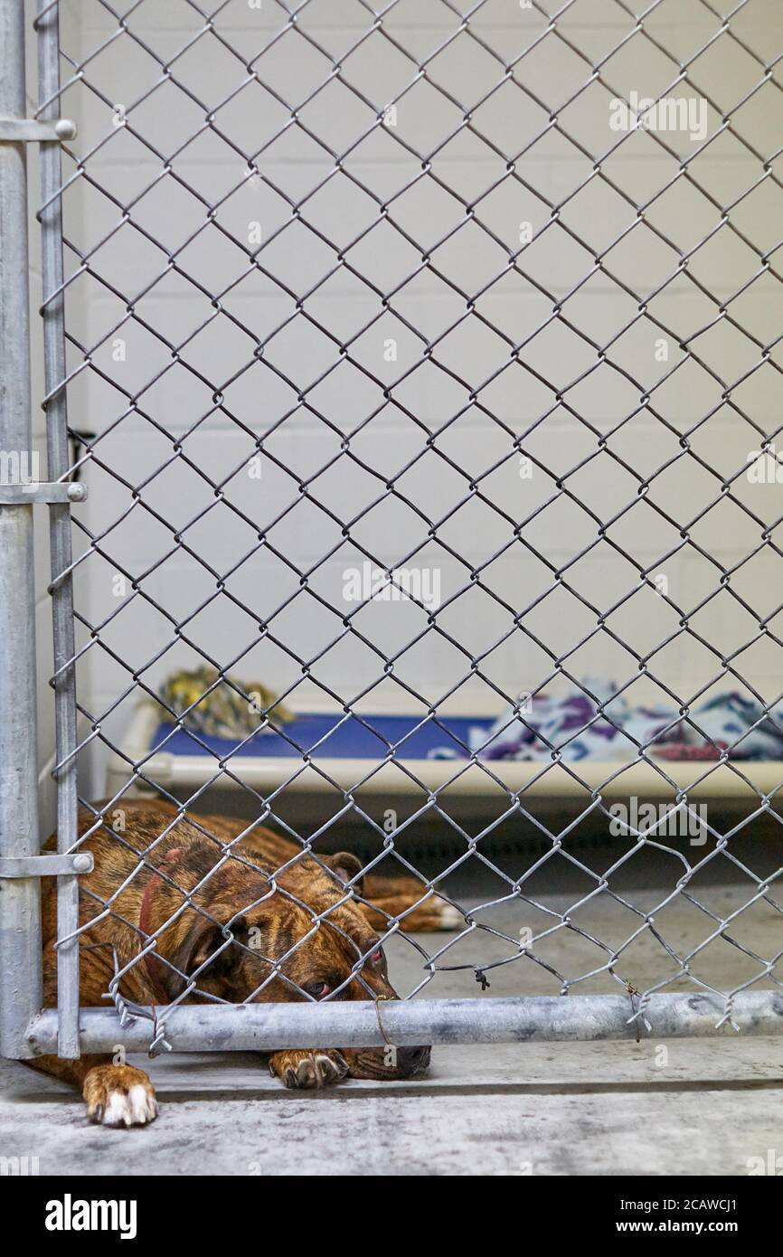Stray and impounded dogs in cages in a shelter Stock Photo - Alamy