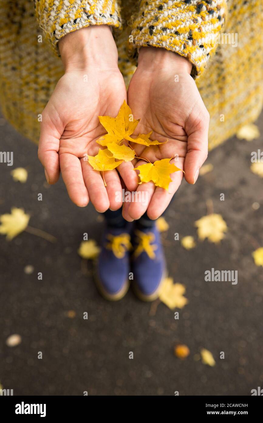 Hands holding autumn leaves hi-res stock photography and images - Alamy