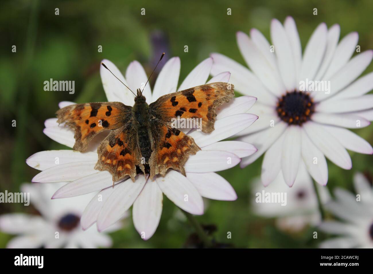 Comma butterfly on white flower Stock Photo - Alamy