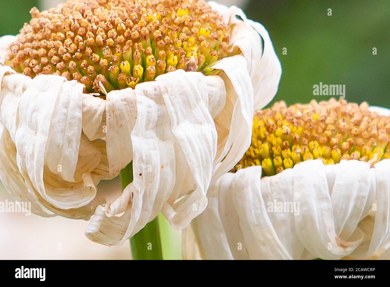 Daisy screensaver hi-res stock photography and images - Alamy