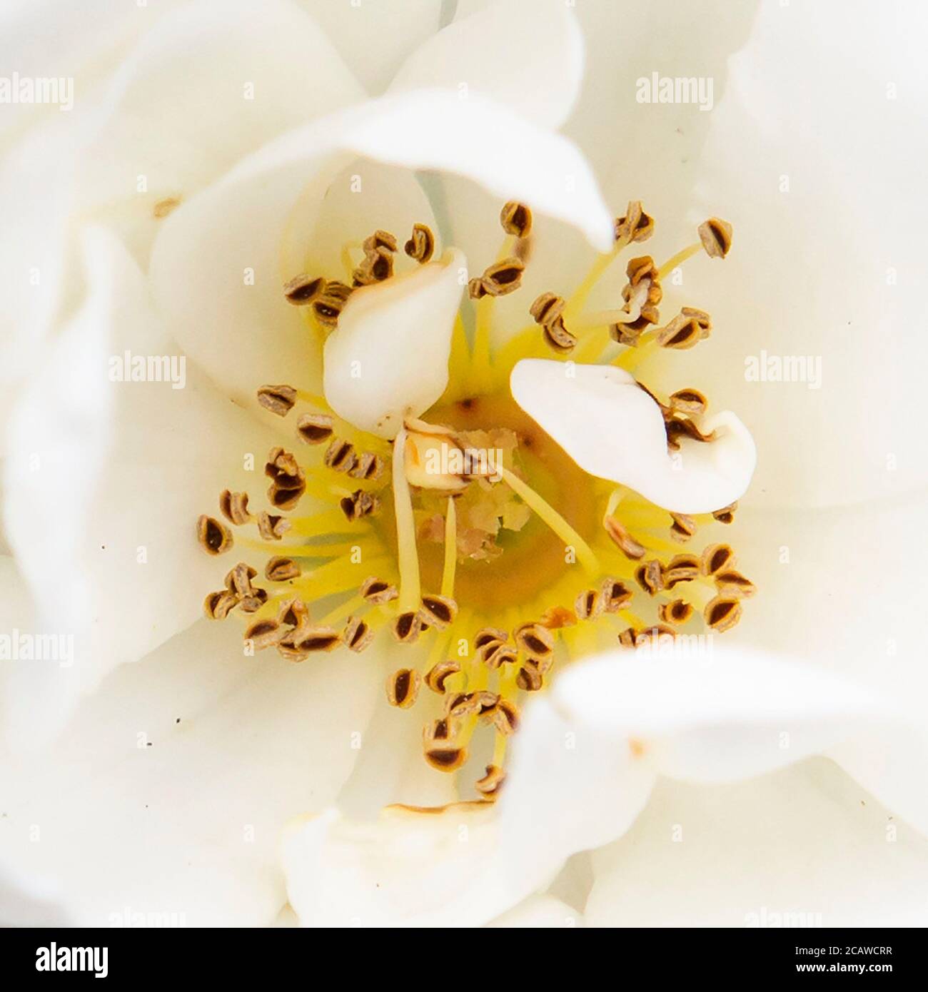 White rose stamen in detail Stock Photo - Alamy