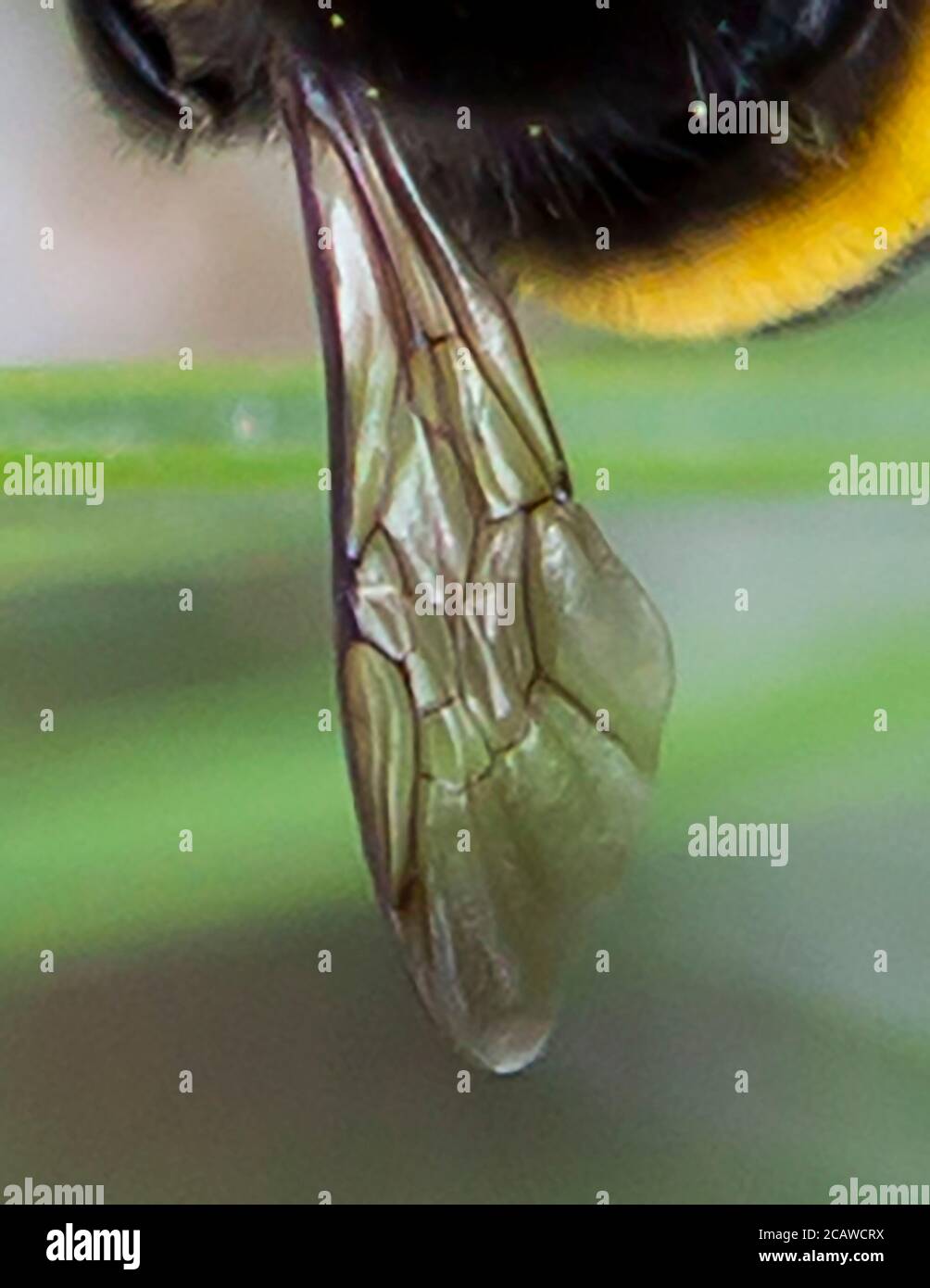 Bee wing in detail Stock Photo - Alamy