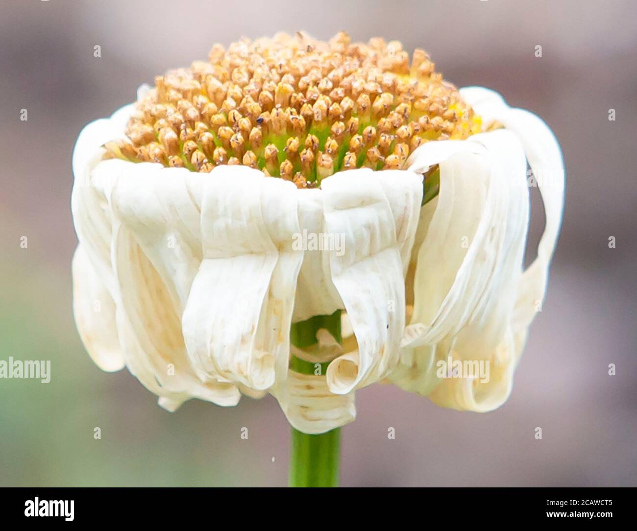 Daisy screensaver hi-res stock photography and images - Alamy