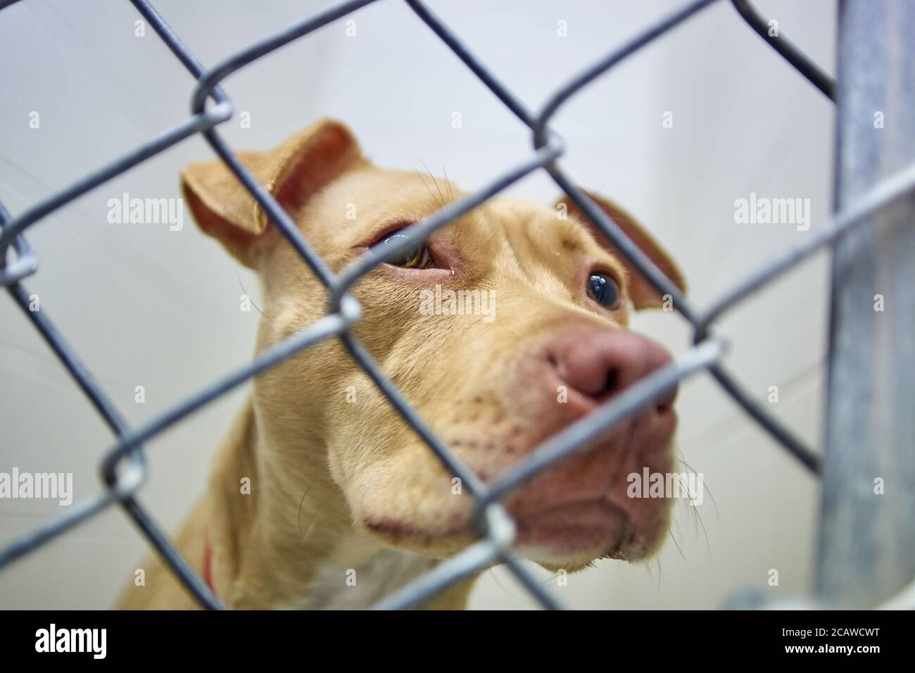 Stray and impounded dogs in cages in a shelter Stock Photo - Alamy