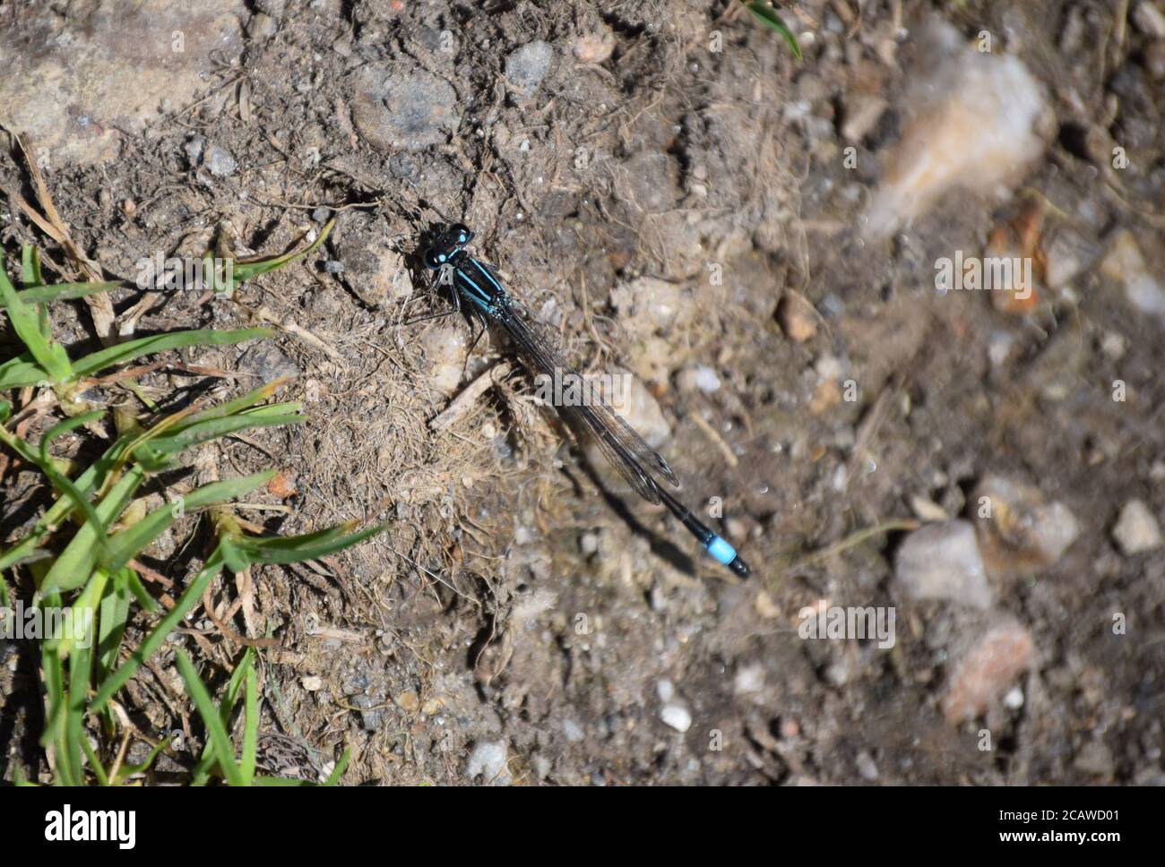 Common Ischnura on earth Stock Photo - Alamy