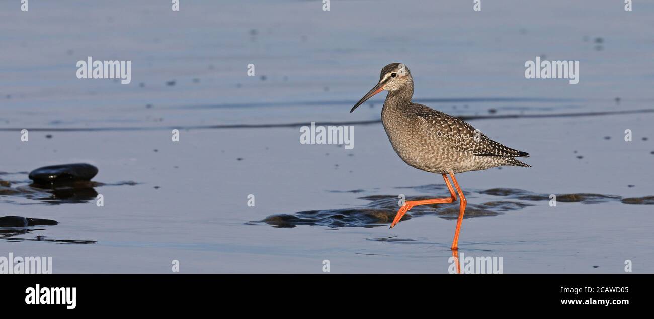 Redshank on beach hi-res stock photography and images - Alamy