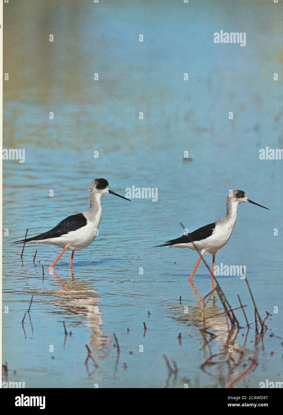 vintage animal illustration vintage classical artistic drawing Stock ...