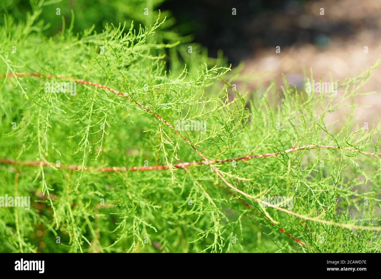 Shatavari plant hi-res stock photography and images - Alamy