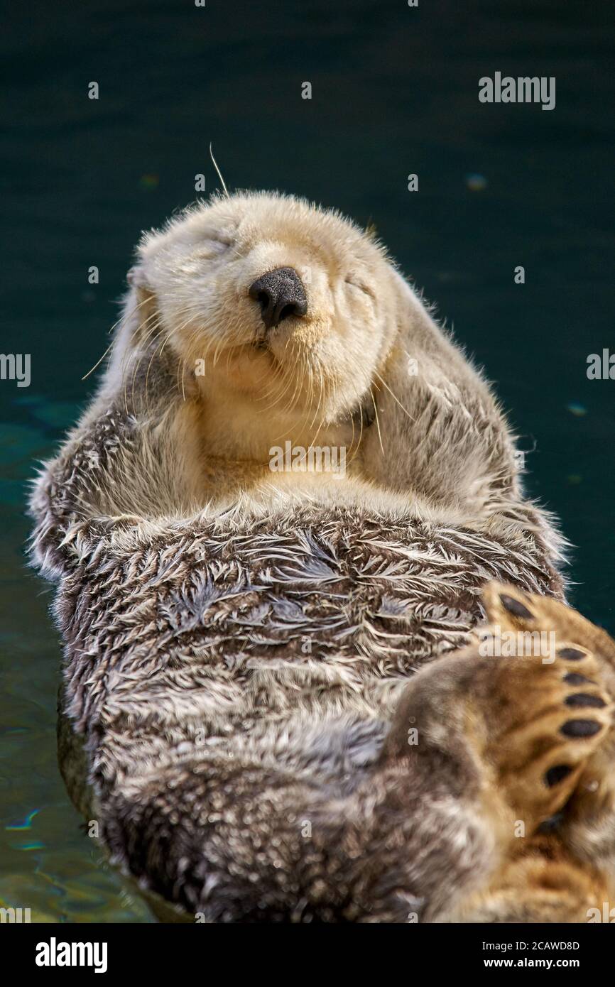 Sea Otter swimming Stock Photo - Alamy