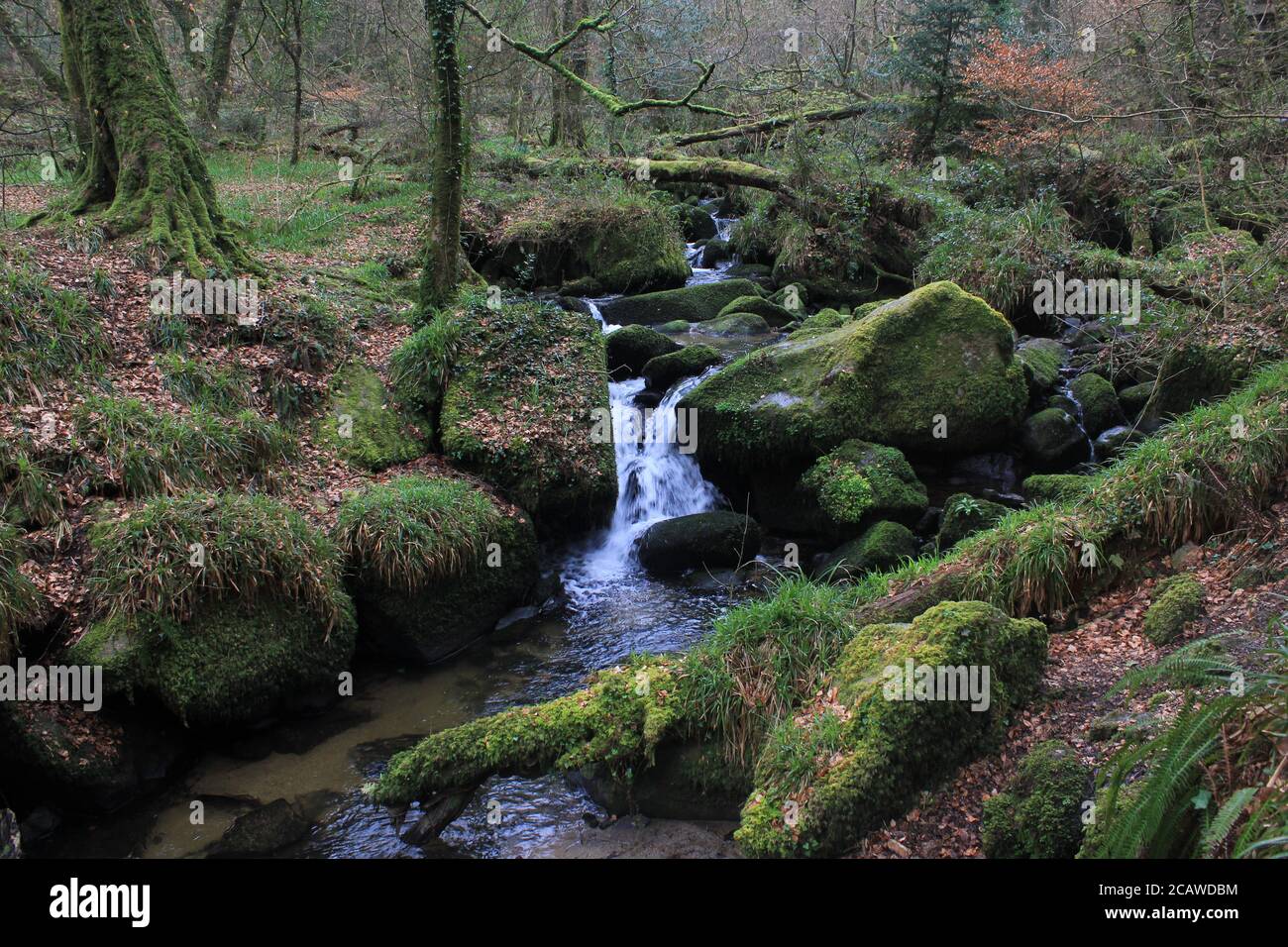 woodland stream in winter Stock Photo - Alamy