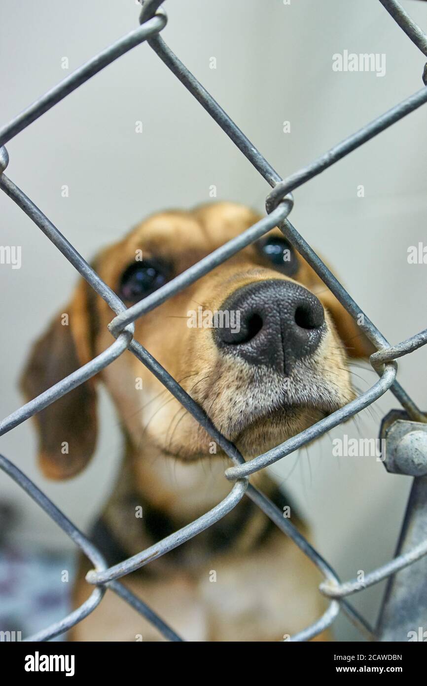 Stray and impounded dogs in cages in a shelter Stock Photo - Alamy