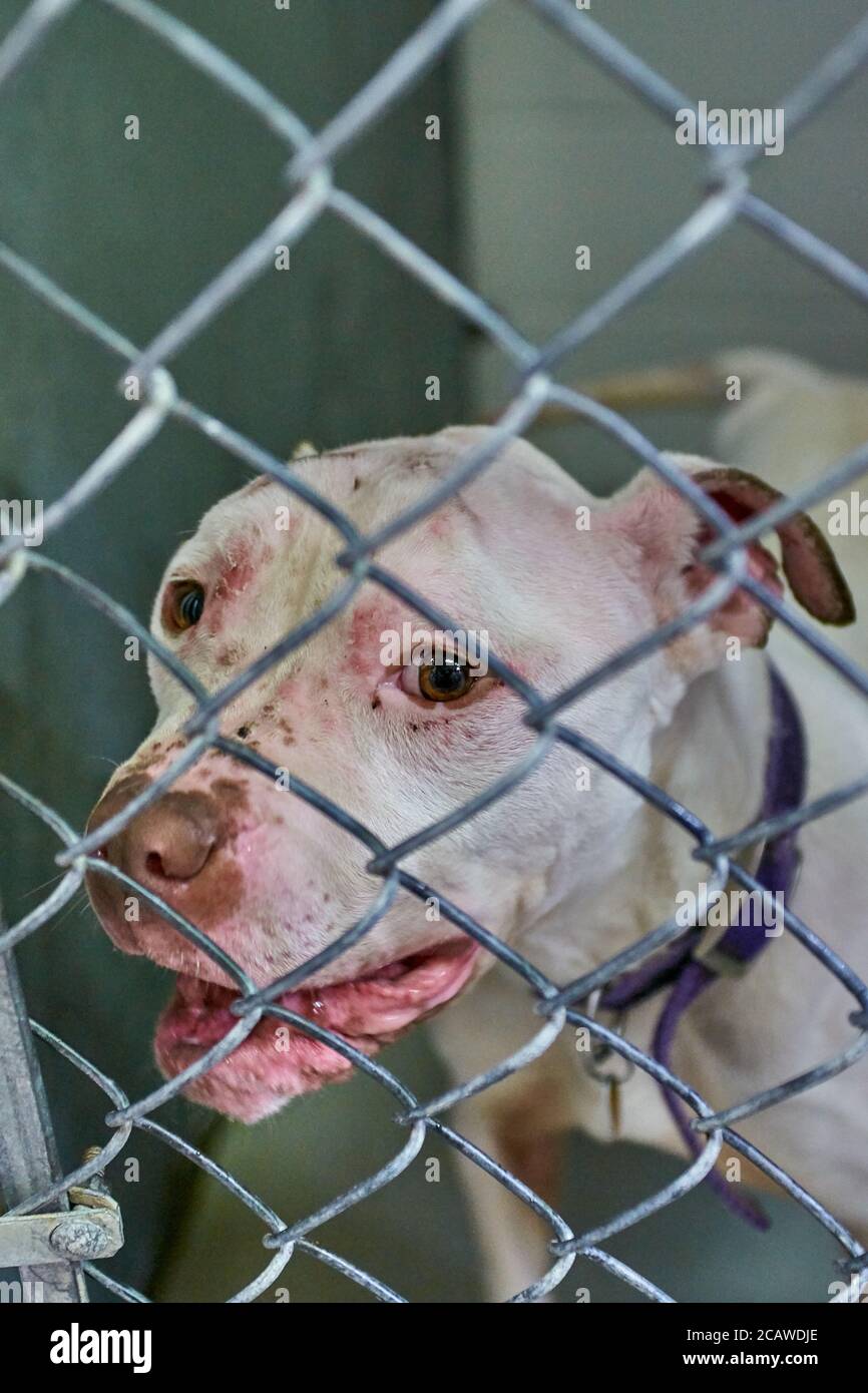 Stray and impounded dogs in cages in a shelter Stock Photo - Alamy