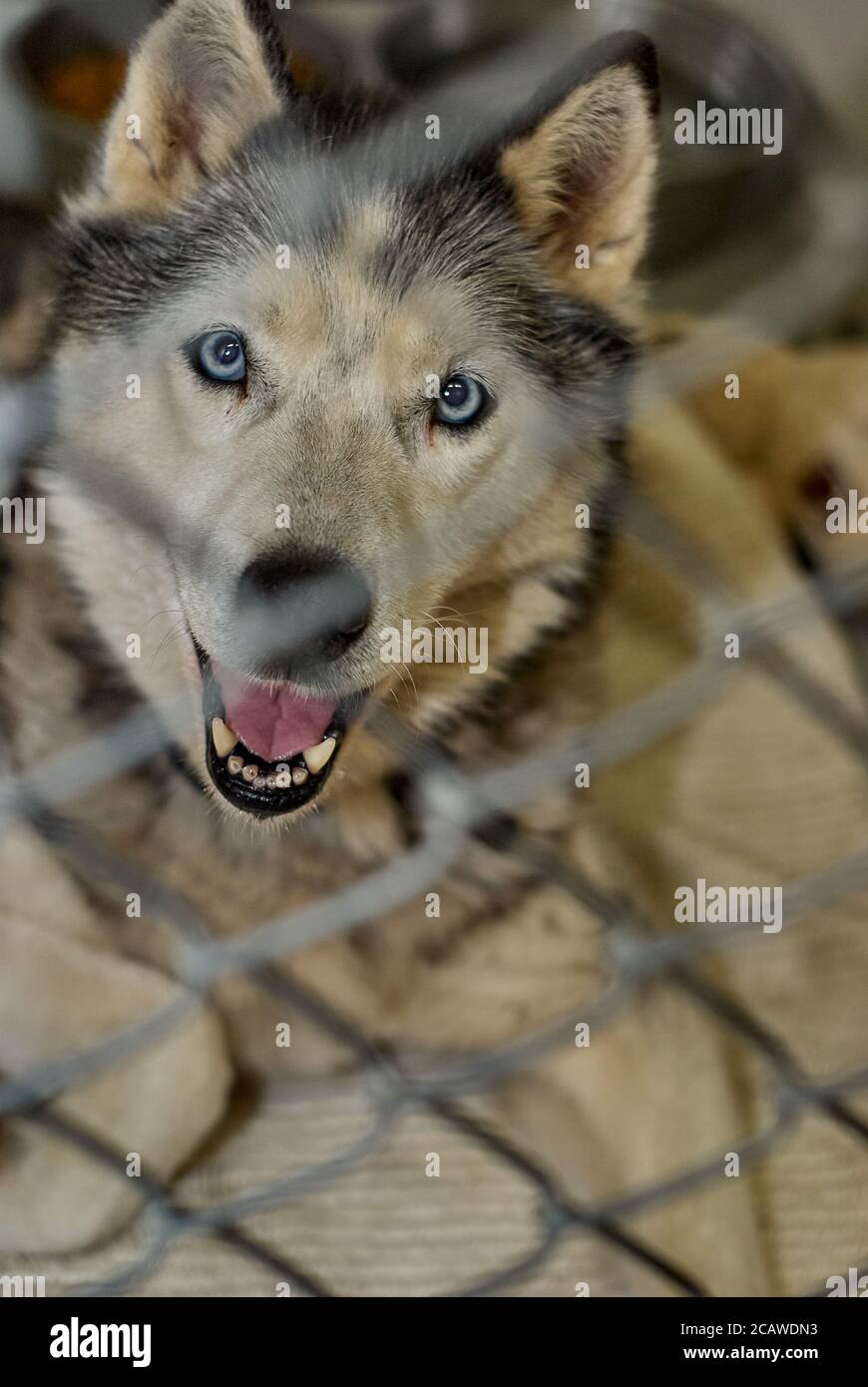 Stray and impounded dogs in cages in a shelter Stock Photo - Alamy