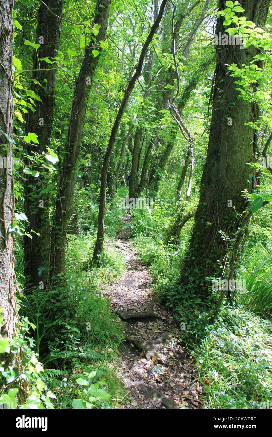 Holy vale path through woods hi-res stock photography and images - Alamy