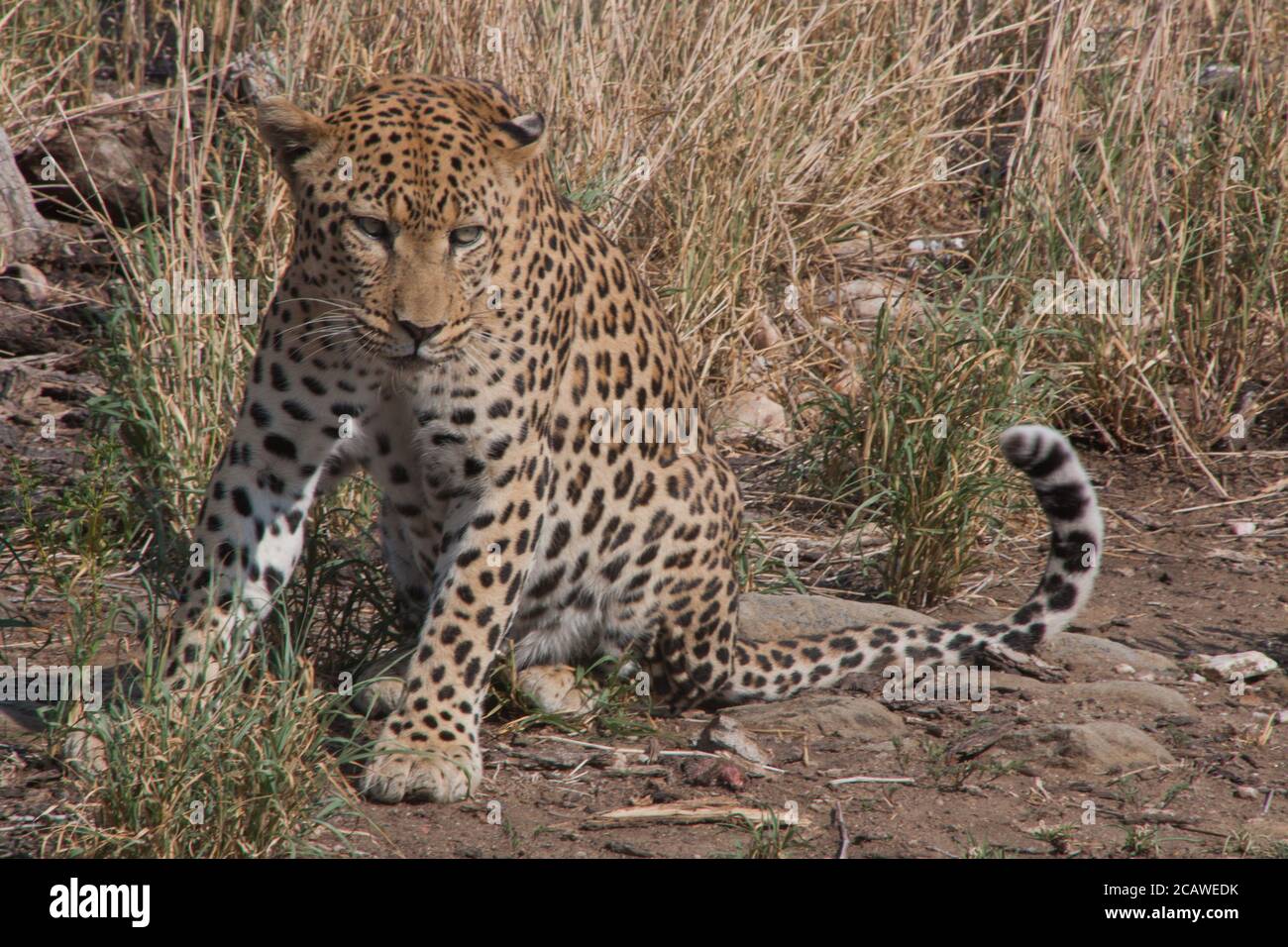 Ex Situ Conservation High Resolution Stock Photography and Images - Alamy