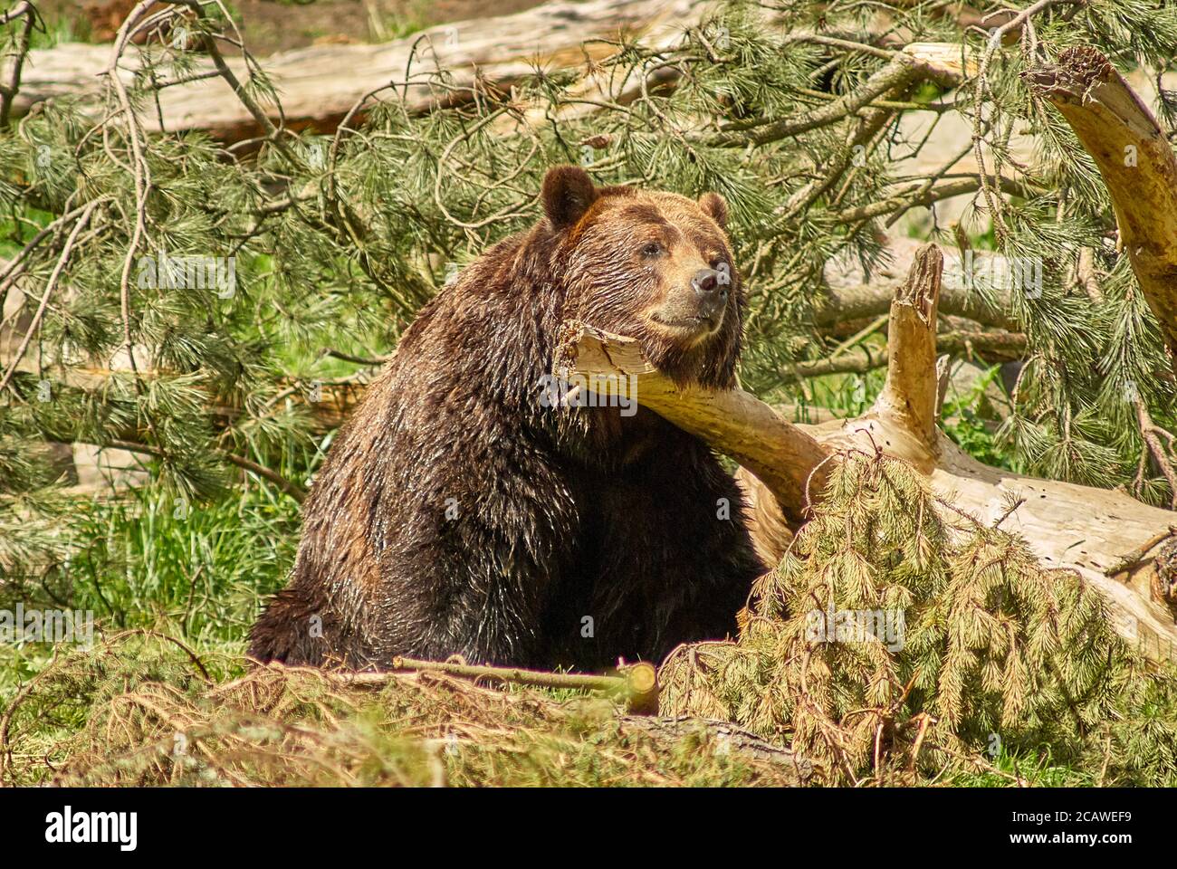 Bear seattle zoo hi-res stock photography and images - Alamy