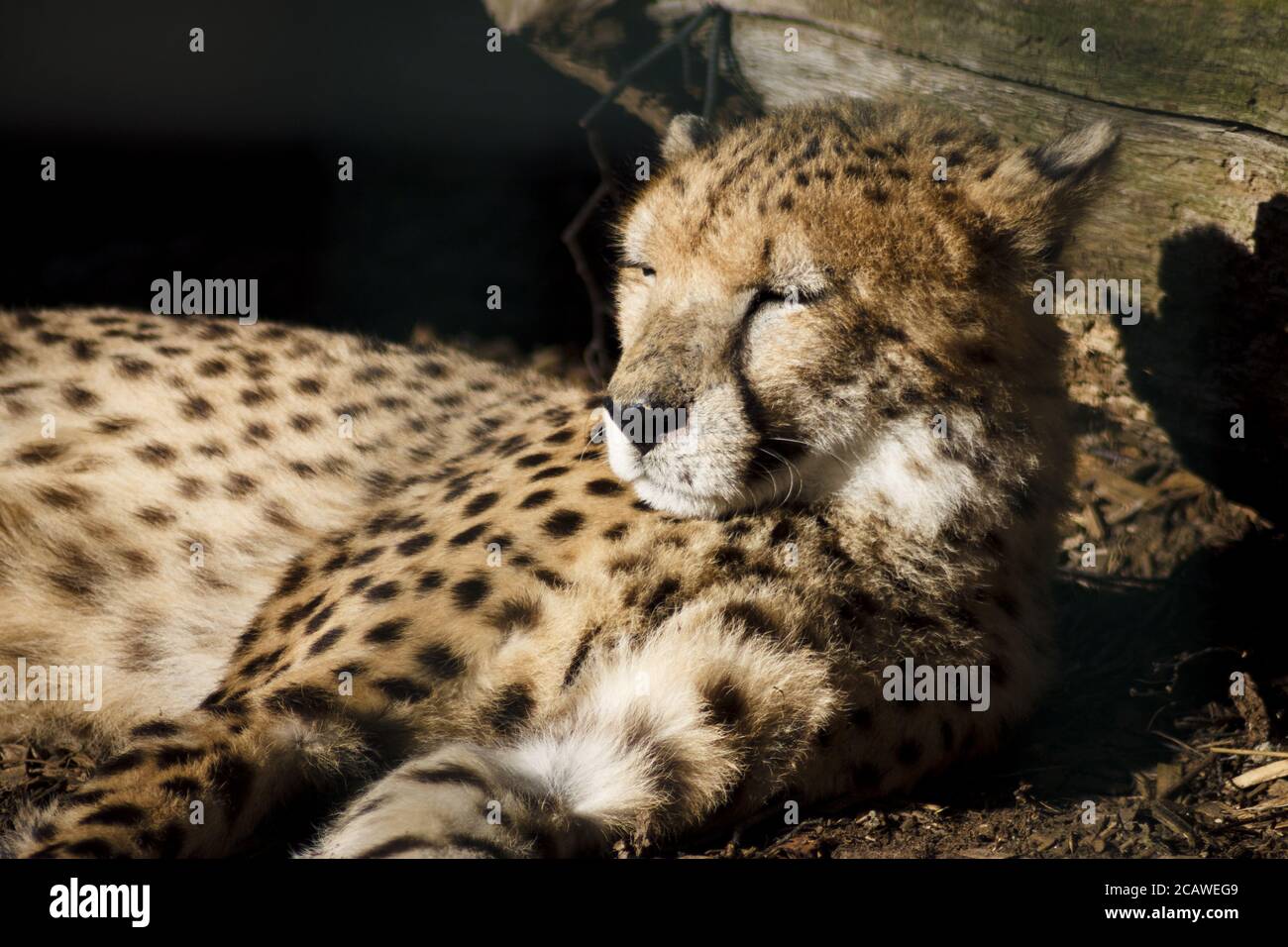 Ex Situ Conservation High Resolution Stock Photography and Images - Alamy