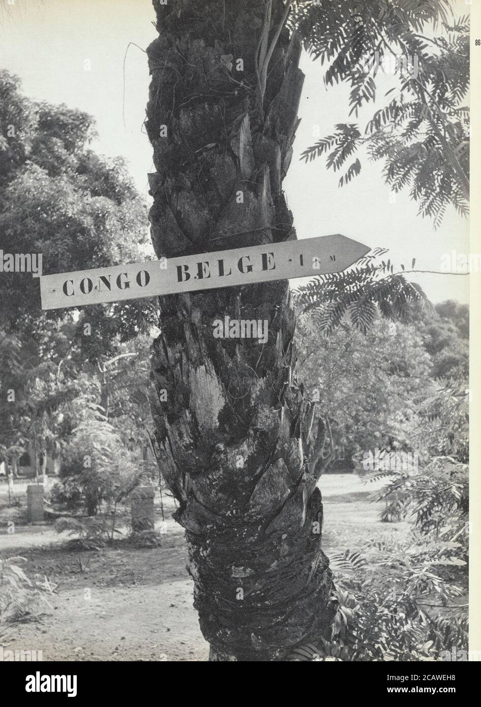 vintage animal illustration vintage classical artistic drawing Stock ...