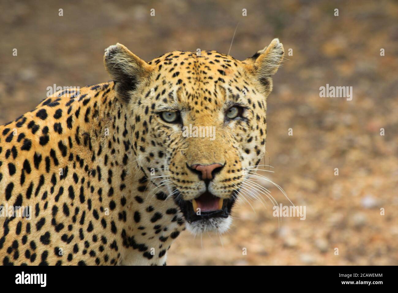 Ex Situ Conservation High Resolution Stock Photography and Images - Alamy