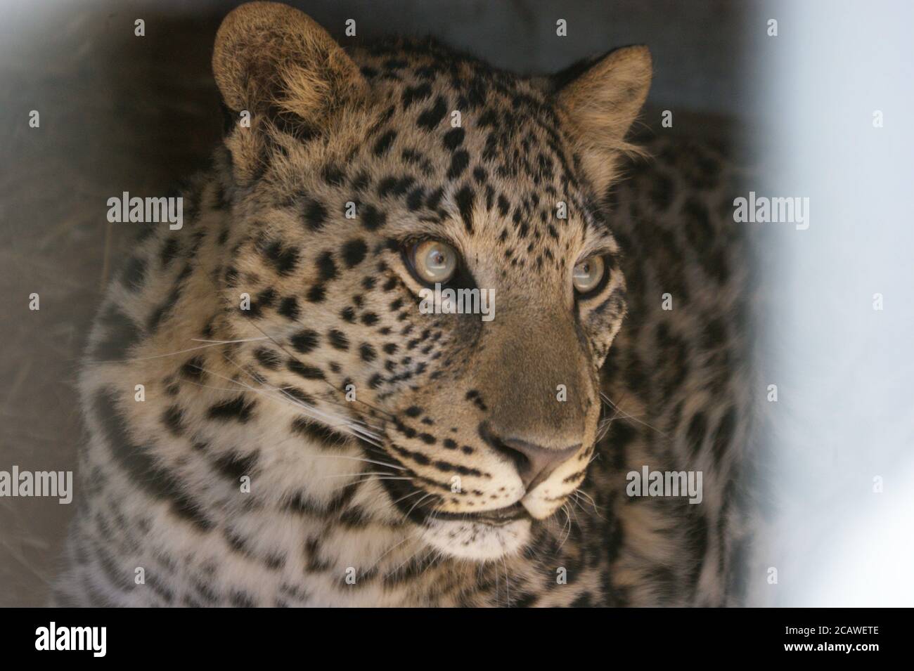 Ex Situ Conservation High Resolution Stock Photography and Images - Alamy