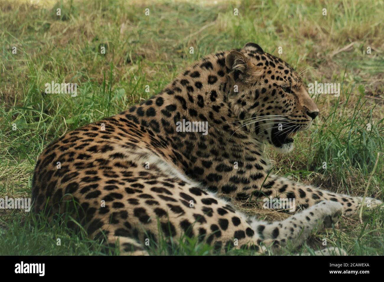 Ex Situ Conservation High Resolution Stock Photography and Images - Alamy