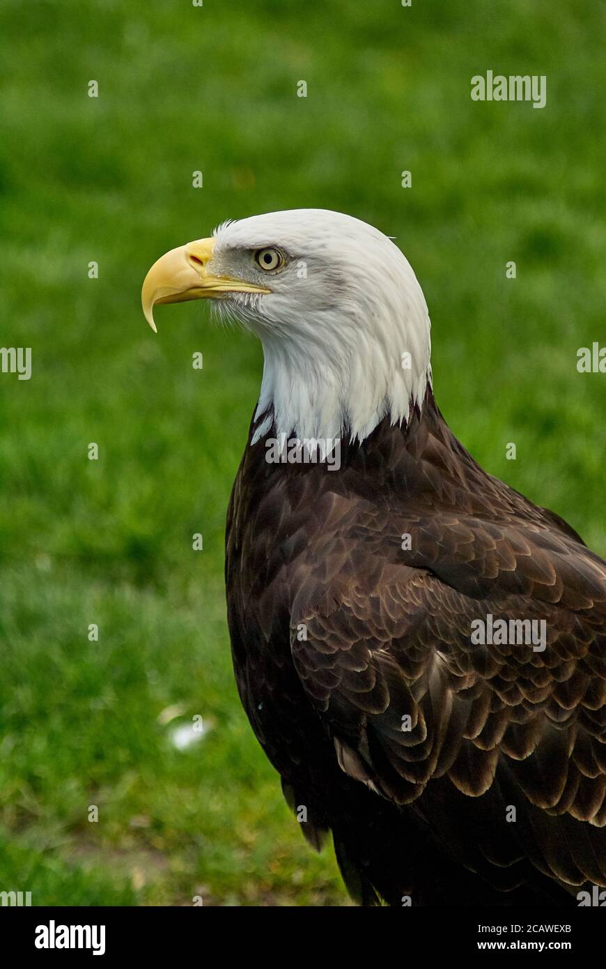 Images of head and chest of a bald eagle Stock Photo - Alamy