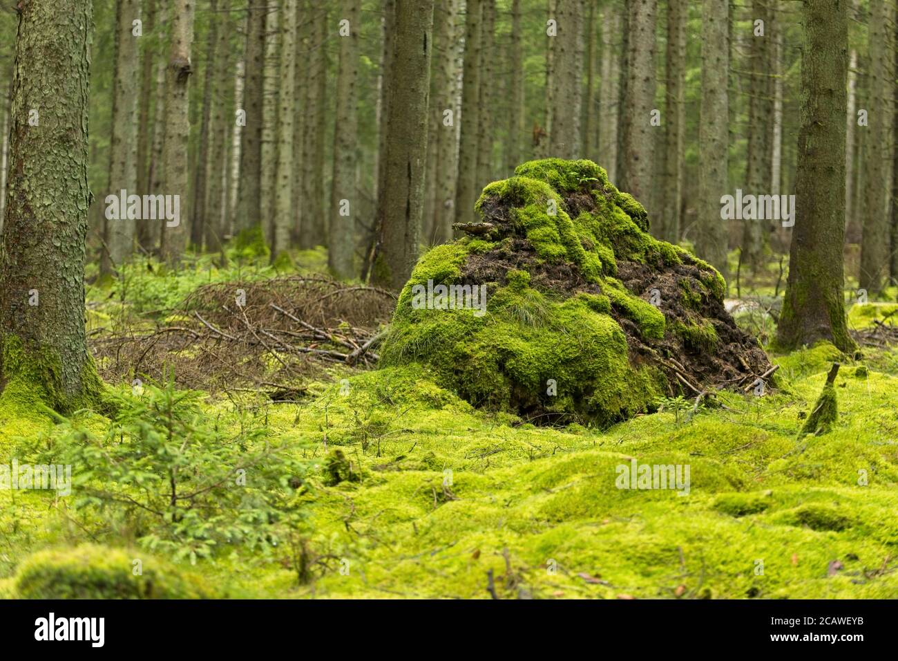 Low angle shot of a stack of mud in the forest Stock Photo - Alamy