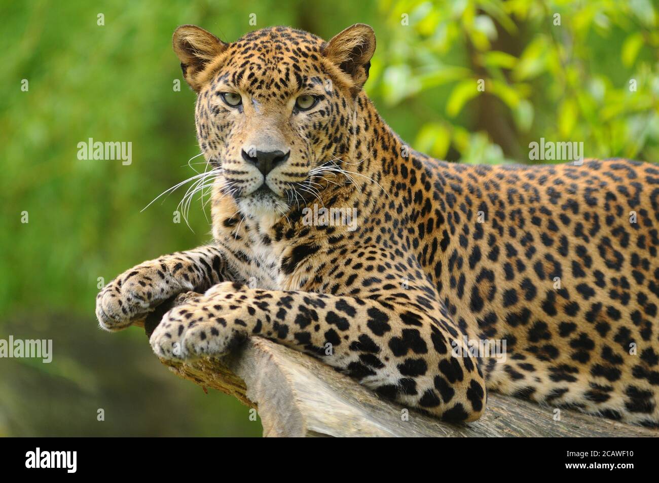 Ex Situ Conservation High Resolution Stock Photography and Images - Alamy