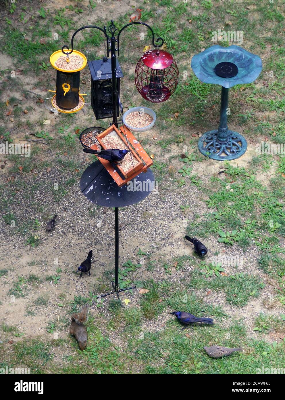 Multiple bird feeders hi-res stock photography and images - Alamy