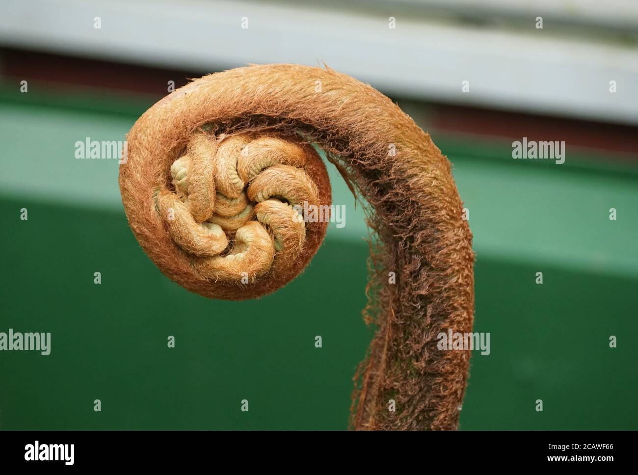Mature fern hi-res stock photography and images - Alamy