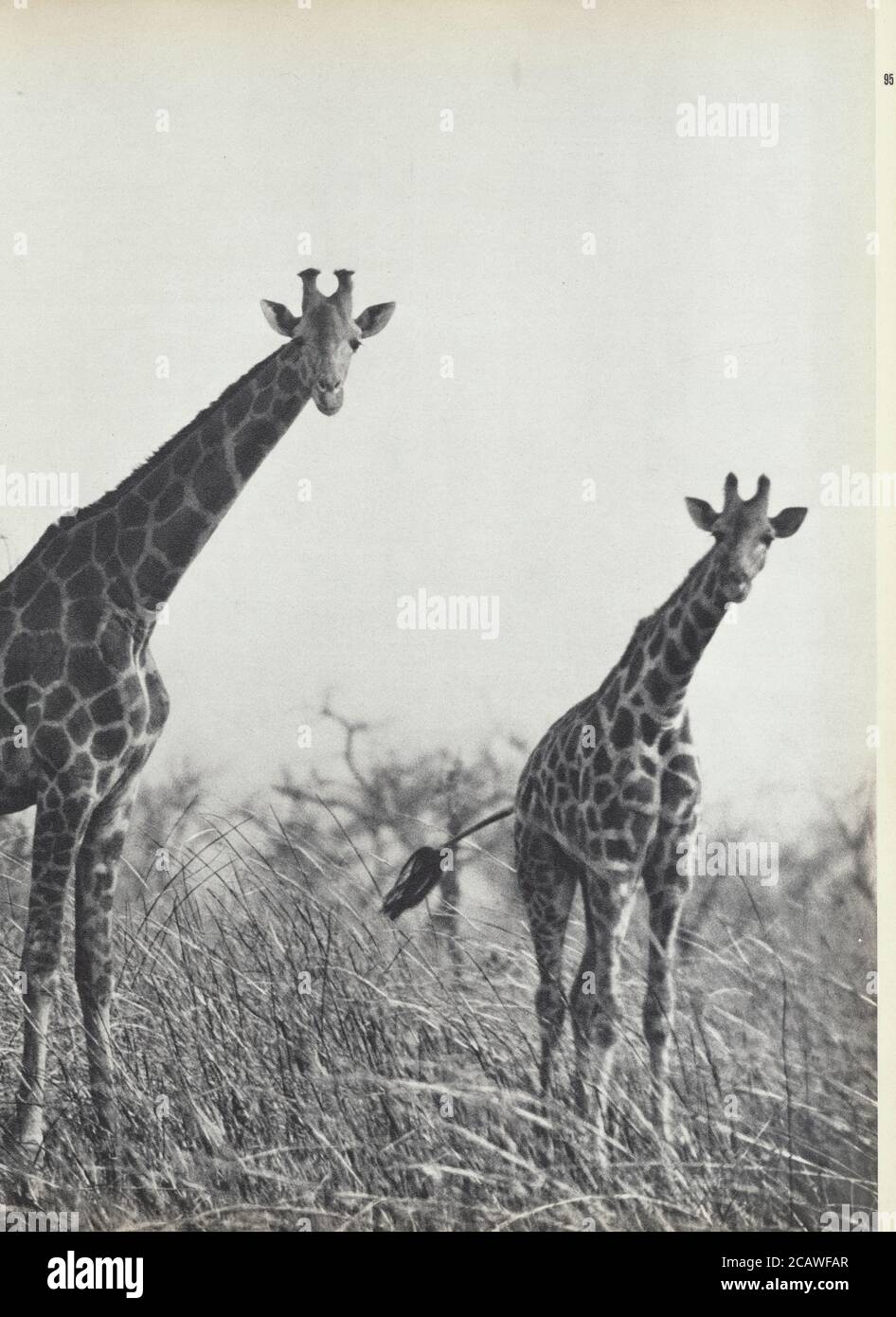 vintage animal illustration vintage classical artistic drawing Stock ...