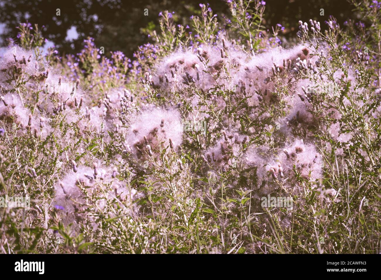 Wild flowers and dandelions growing in a country hedge in summer Stock ...