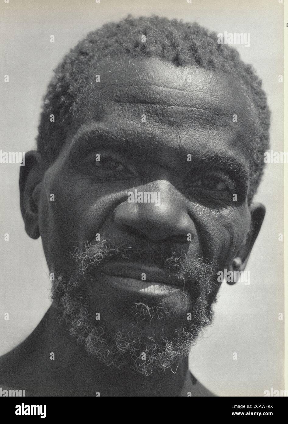 vintage animal illustration vintage classical artistic drawing Stock ...