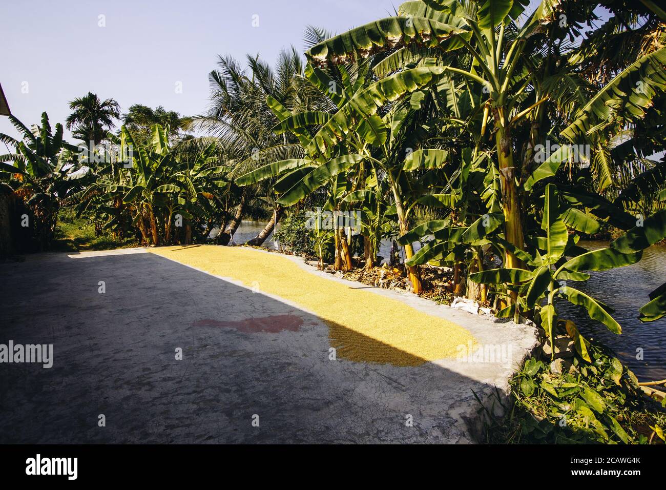 Traditional way of drying rice under the sun in Vietnam Stock Photo - Alamy