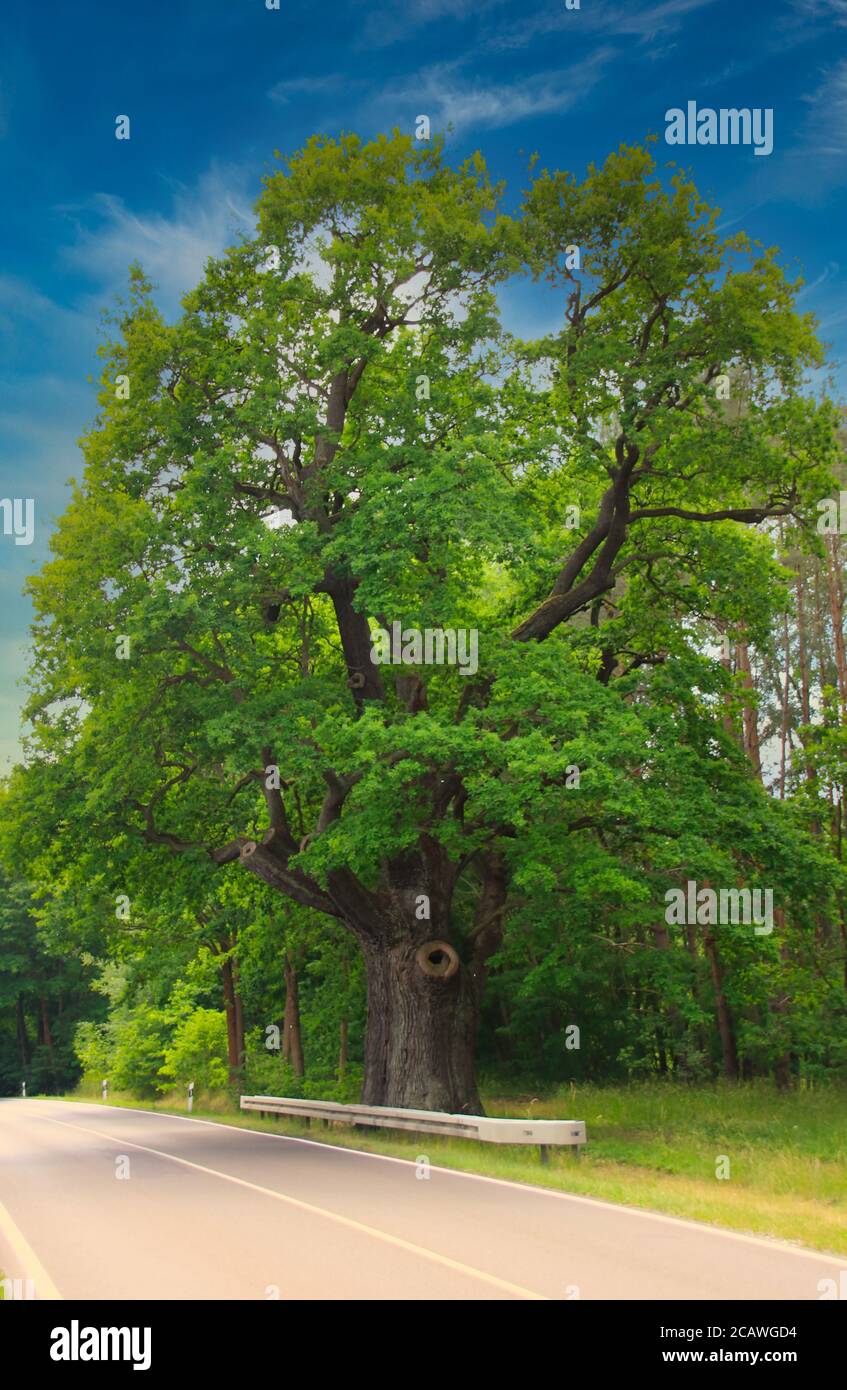 German oak trees hi-res stock photography and images - Alamy