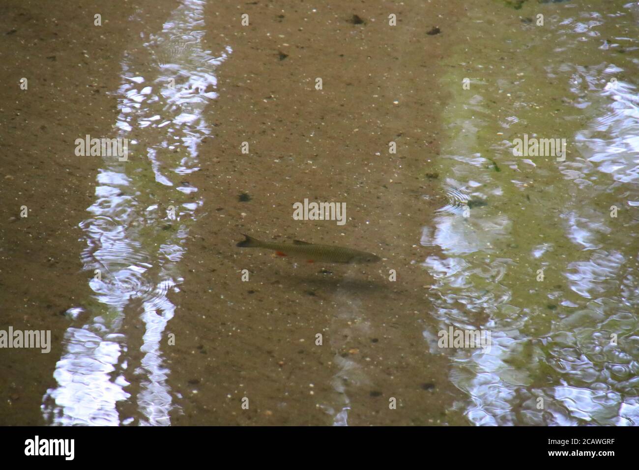Common roach swim in a river Stock Photo - Alamy