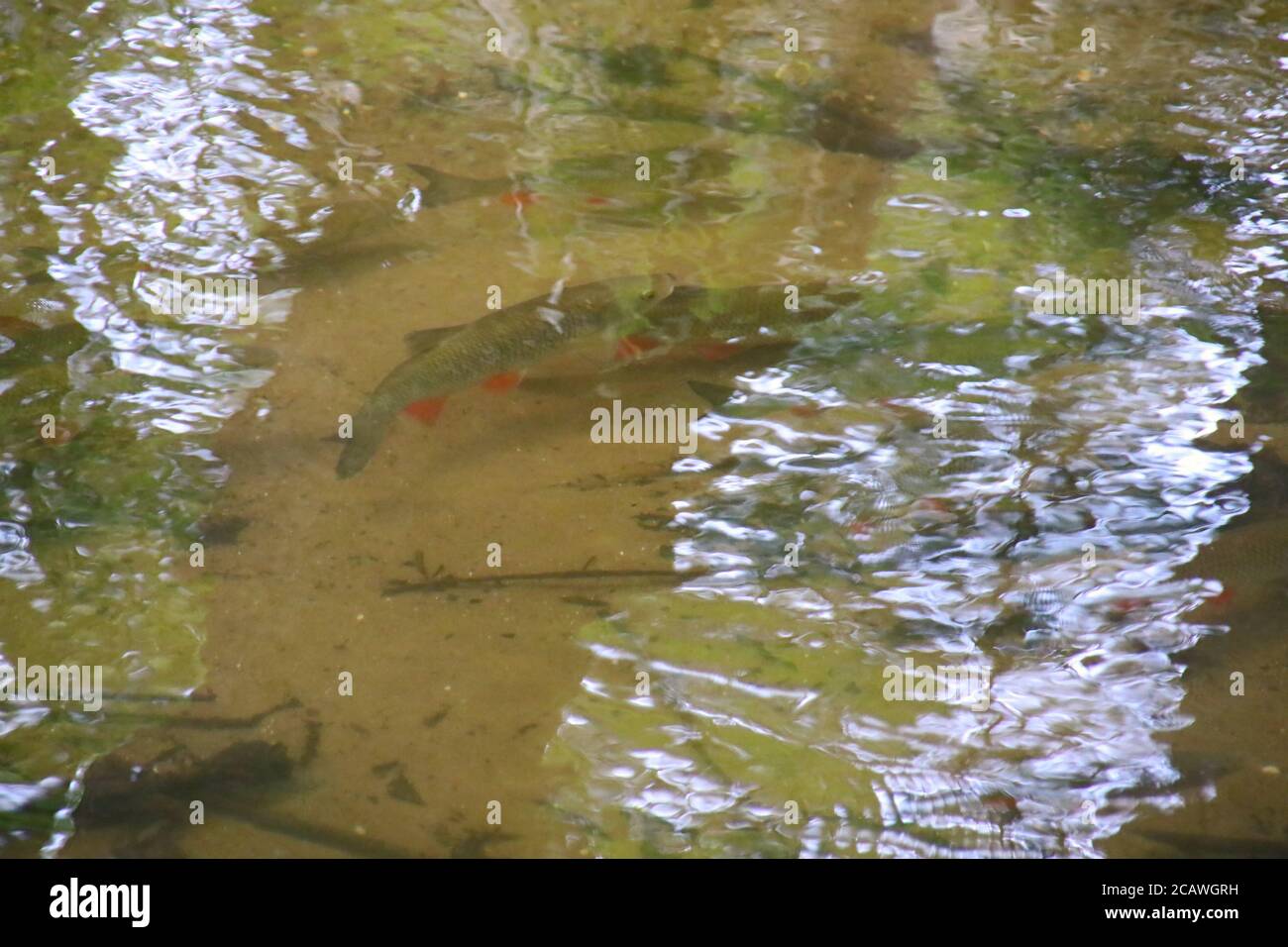 Common roach swim in a river Stock Photo - Alamy