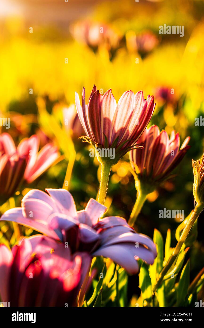 Selective focus of blooming African daisies in a field under the ...