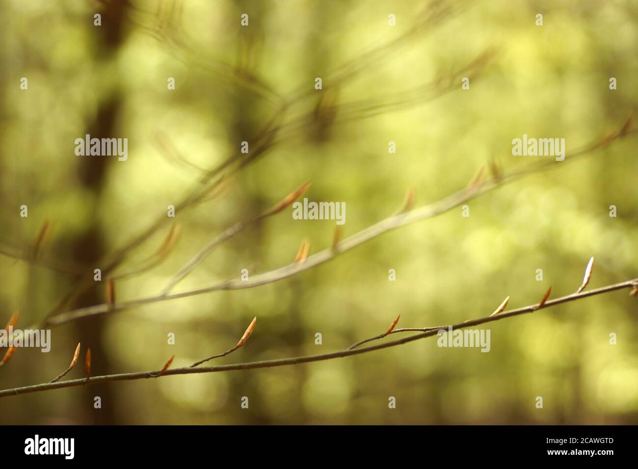 Leaf buds on a tree hi-res stock photography and images - Alamy