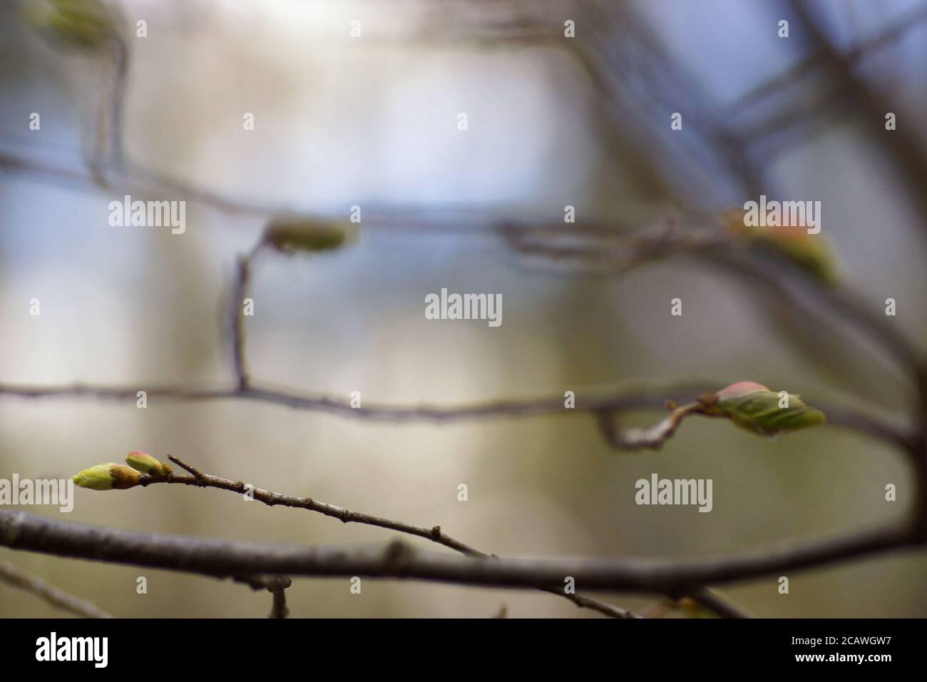 Fuzzy tree hi-res stock photography and images - Alamy