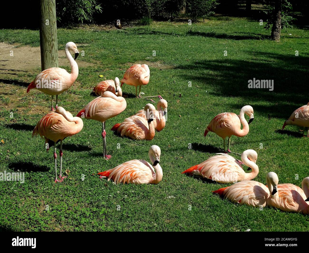 Beautiful view of a group of flamingos sitting on the grass Stock Photo ...