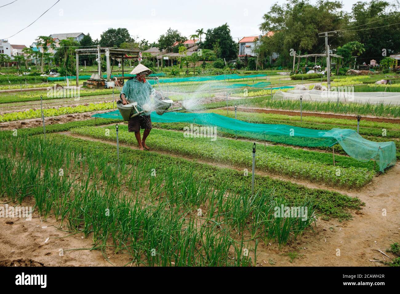 Farmer irrigating crops at a farm in an agricultural community in Hoi ...