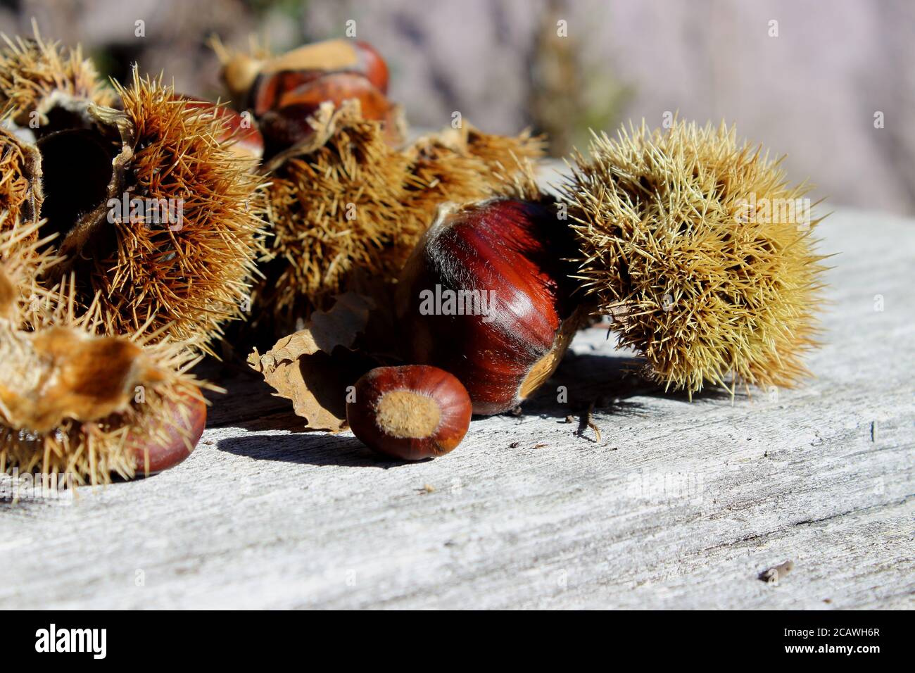 Shiny brown nut shells hi-res stock photography and images - Alamy