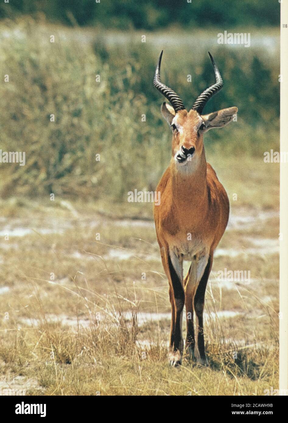 vintage animal illustration vintage classical artistic drawing Stock ...