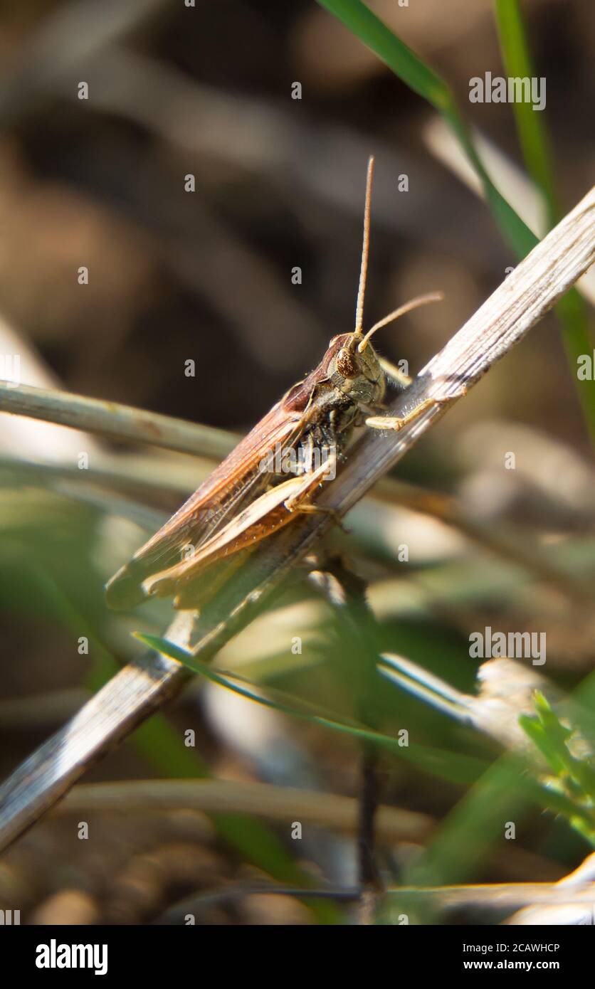 Grassland grasshoppers hi-res stock photography and images - Alamy