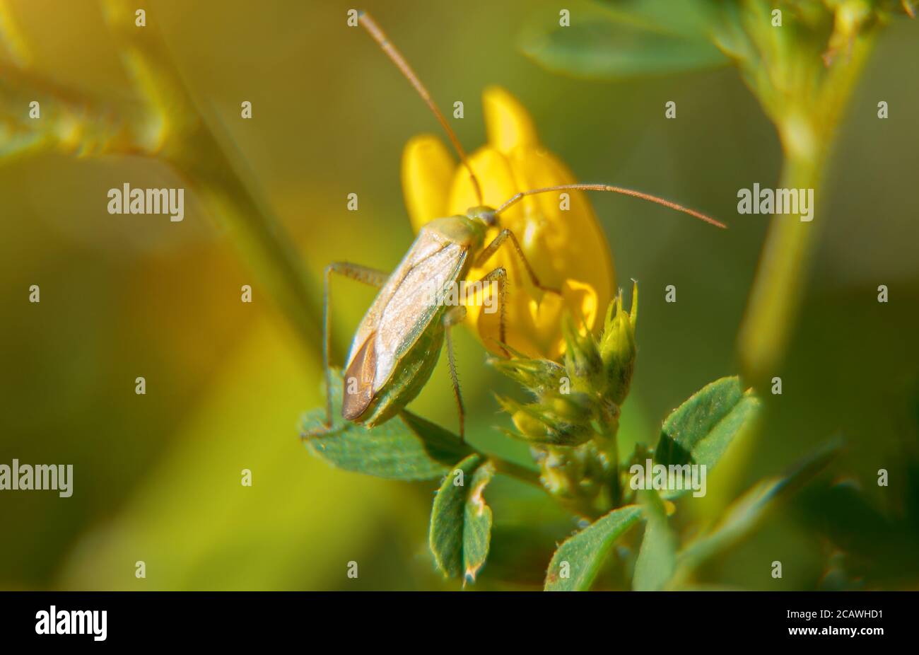 Damsel bug hi-res stock photography and images - Alamy