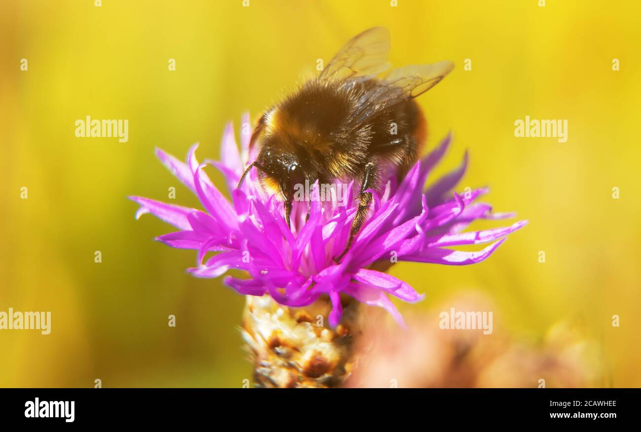 Closeup shot bumblebee on pink hi-res stock photography and images - Alamy