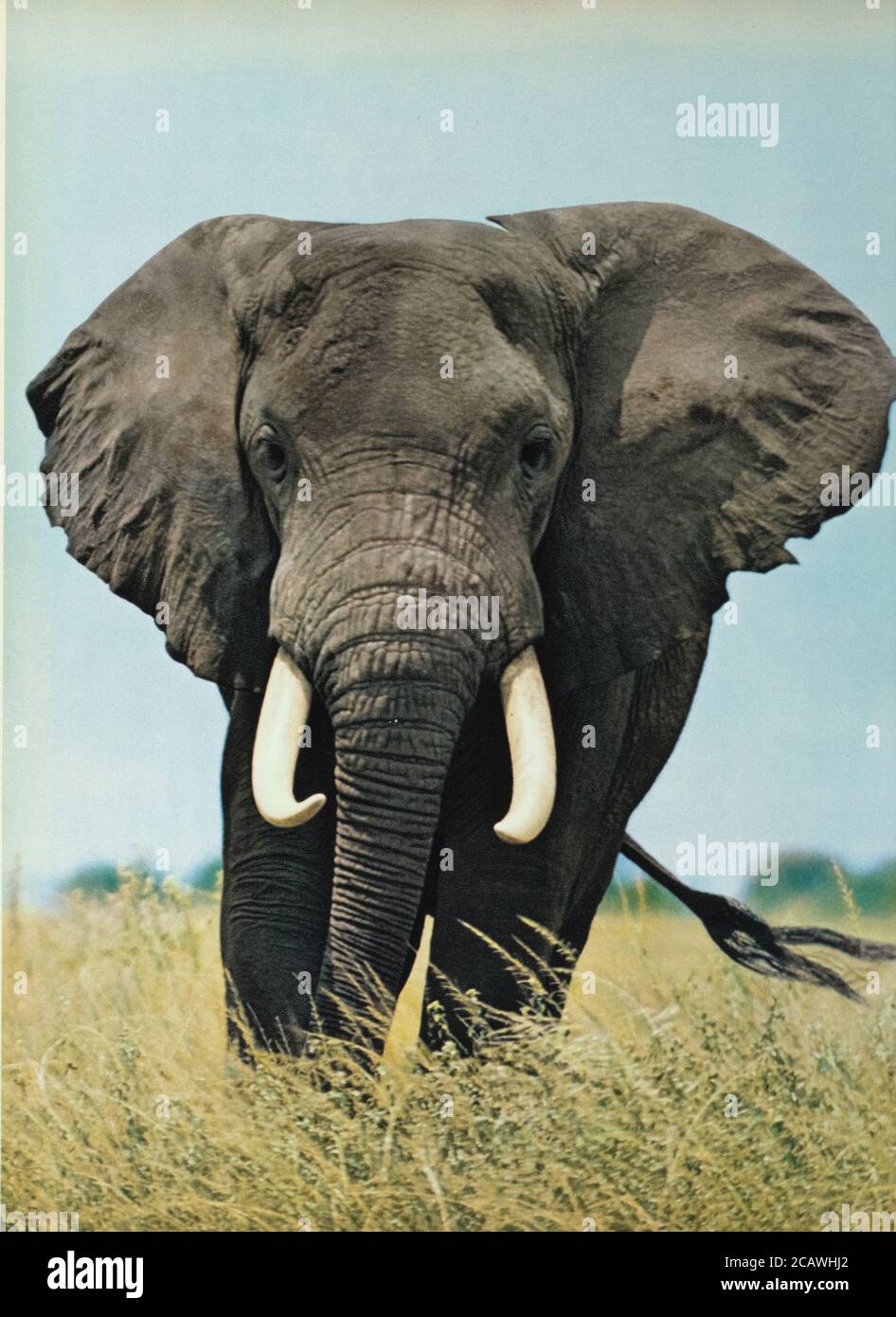 vintage animal illustration vintage classical artistic drawing Stock ...