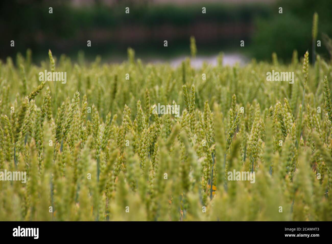 Beautiful field of rye close-up Stock Photo - Alamy